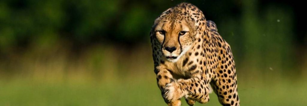 Top 10 des animaux les plus rapides de la planète